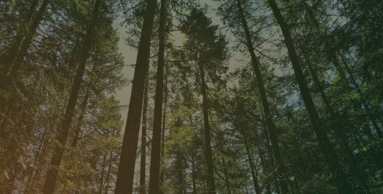 Two Rivers Lumber Company, LLC | Quality Southern Yellow Pine Lumber ...